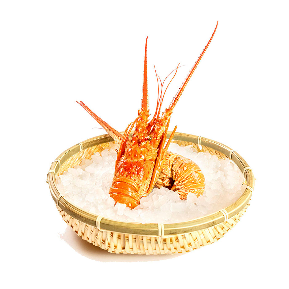 Australian Cooked Crayfish | Oceania Seafoods Select — osselect